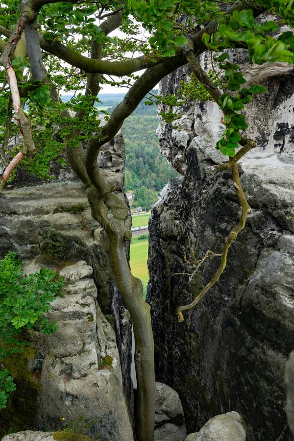 A Tree is Growing Out of a Cliff Stock Photo - Image of travel, cliff ...