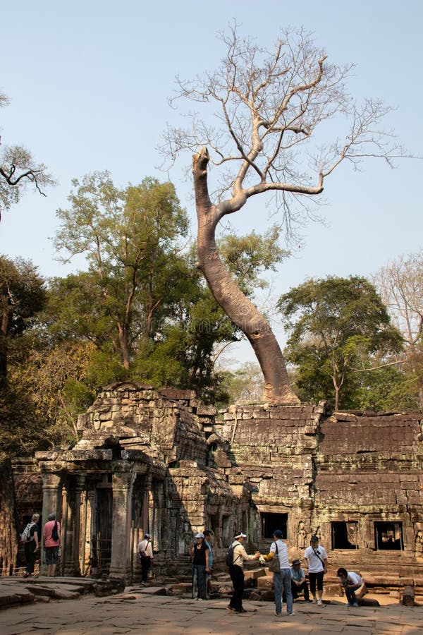 Tree Growing Out of Old Temple Editorial Photography - Image of ...