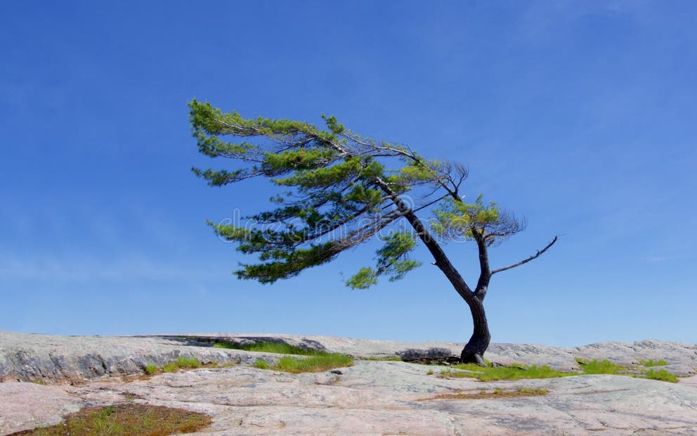563 Tree Growing Out Rock Stock Photos - Free & Royalty-Free Stock ...