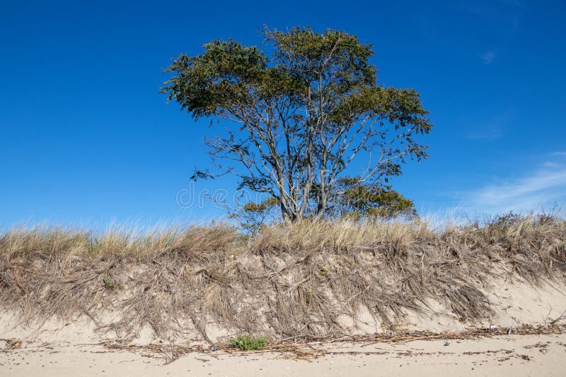 Tree Growing Out of the Sand Dunes Stock Photo - Image of blue, shore ...
