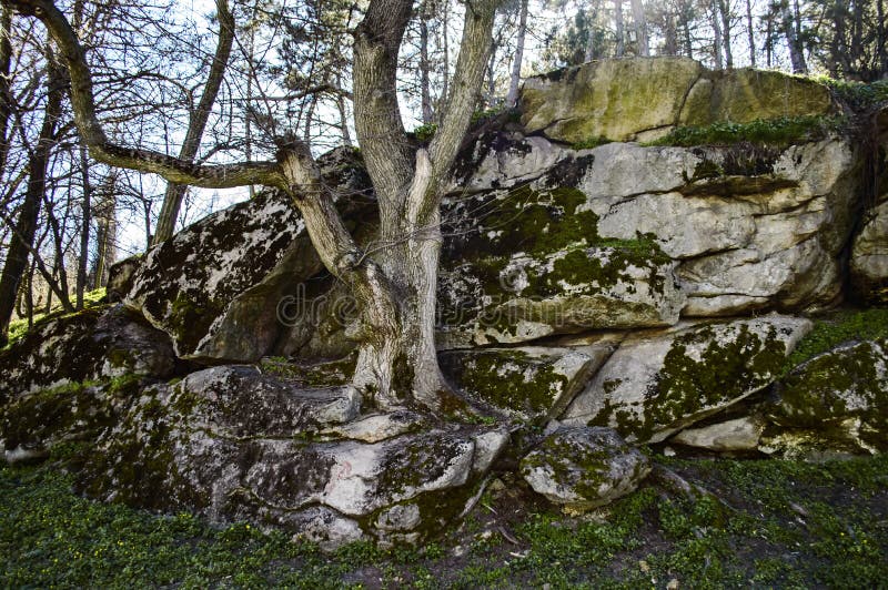 Tree growing out of stone stock photo. Image of forest - 89904104