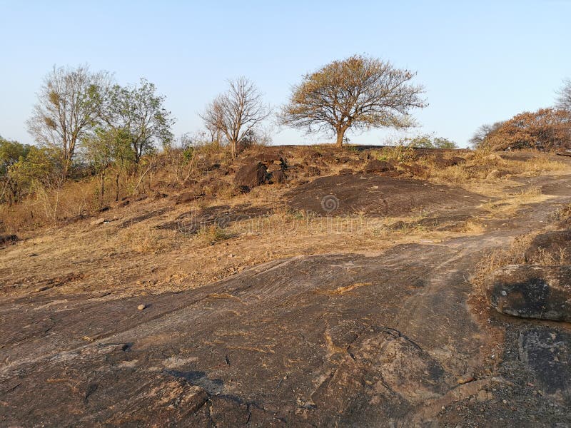 Tree Growing Over Rocks in Kerala Stock Image - Image of rock, prairie ...