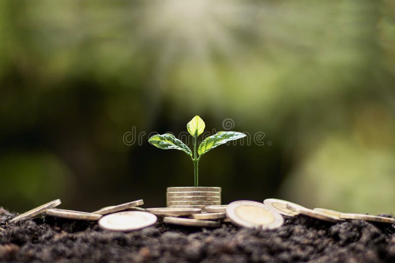 A Tree Growing on a Pile of Coins and a White Light Shining on the Tree ...