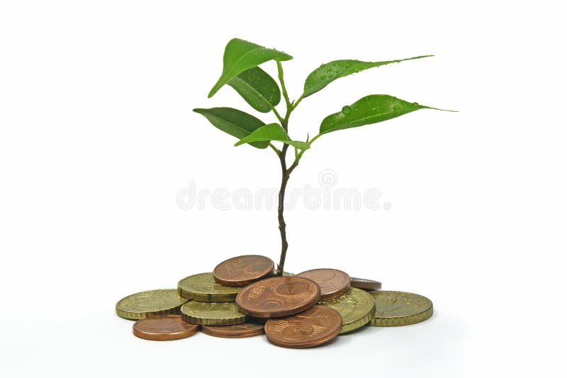 Money tree (Euro) stock image. Image of isolated, europe - 3211587