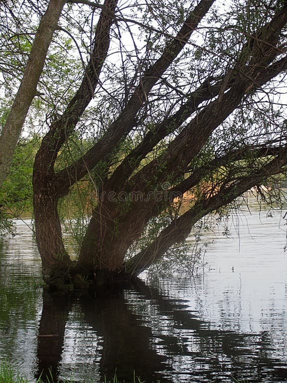 Tree Growing and Reflecting in Ripple Lake Stock Photo - Image of ...