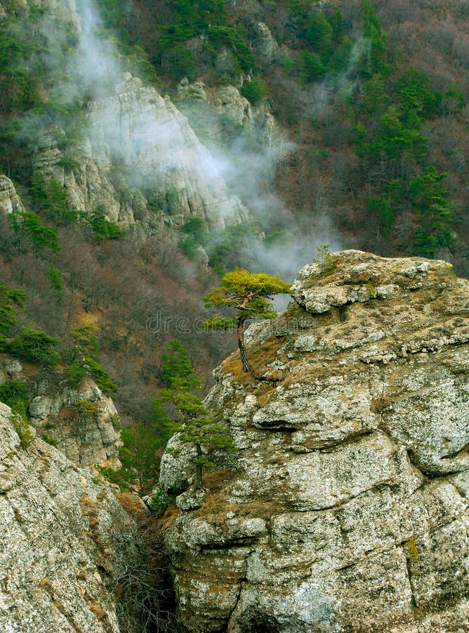 Tree Growing in a Rock Amid the Misty Forest Stock Photo - Image of ...