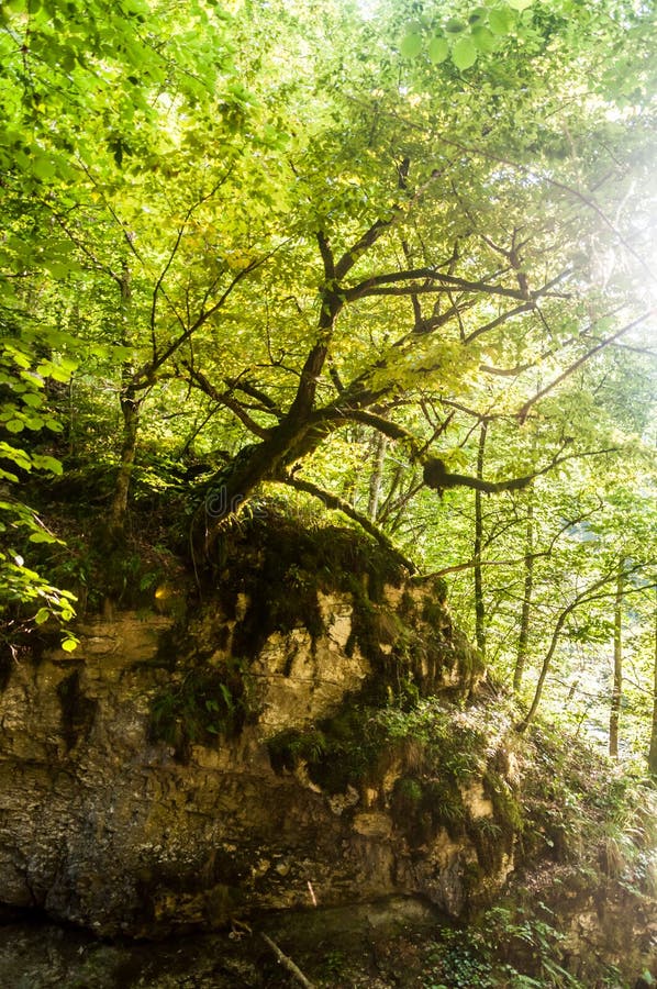 Tree growing on rock stock image. Image of sunny, landscape - 59867721