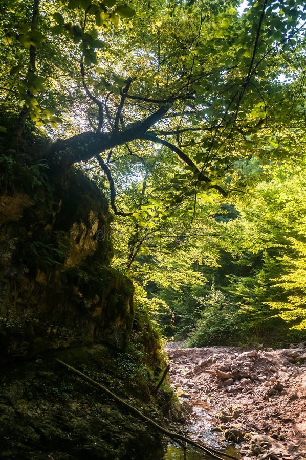 Tree growing on rock stock image. Image of outdoors, wood - 59867719