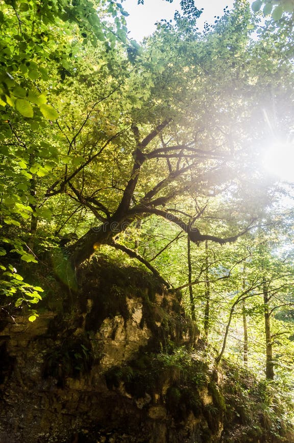 Tree growing on rock stock image. Image of sunny, landscape - 59867721