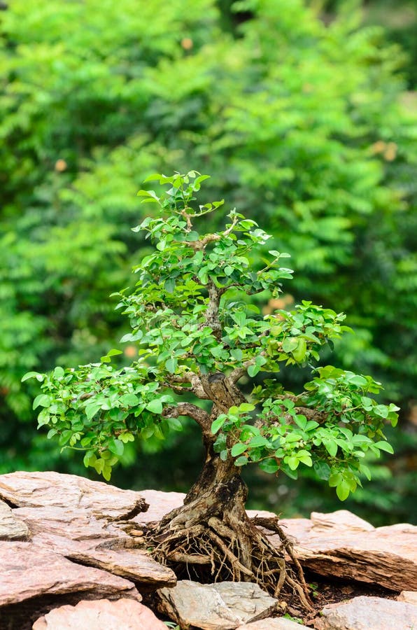 Tree growing on a rock stock photo. Image of gardening - 34454650