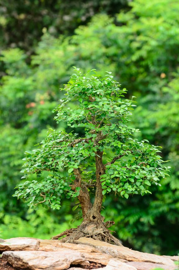 Tree growing on a rock stock image. Image of botany, fresh - 34454689