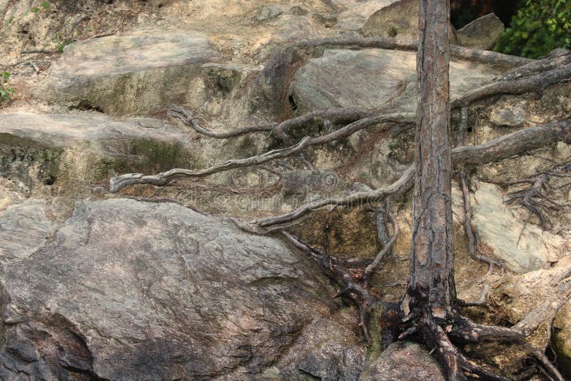 Tree growing on rock stock photo. Image of orange, bark - 226996442