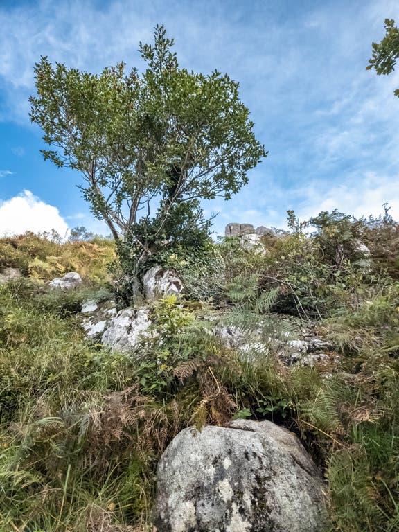 Tree Growing on a Rock in Ireland Stock Photo - Image of sunny, bent ...