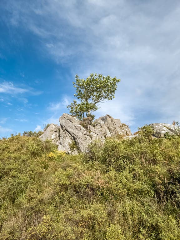 Tree Growing on a Rock in Ireland Stock Image - Image of scenic, pine ...