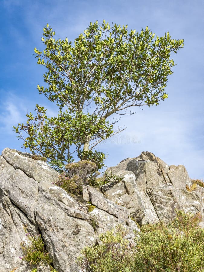 Tree Growing on a Rock in Ireland Stock Image - Image of sunny, survive ...