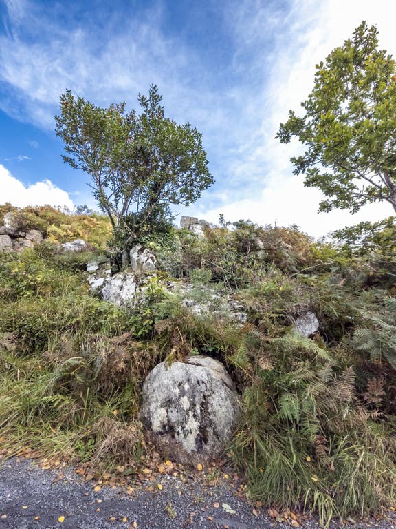 Tree Growing on a Rock in Ireland Stock Image - Image of environment ...