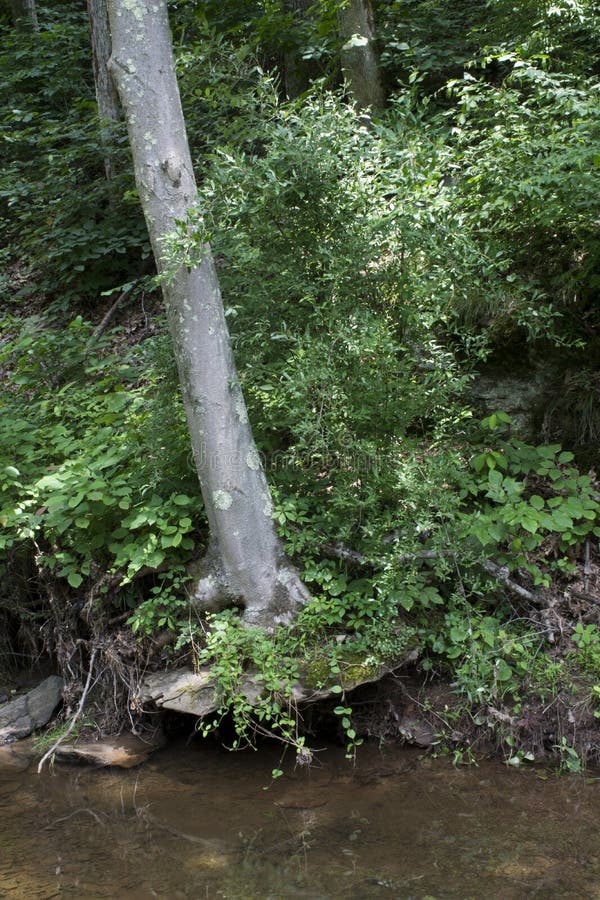 Tree growing on rock stock photo. Image of woods, large - 118453474