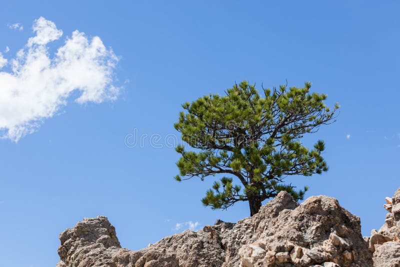 Tree Growing on a Rock stock photo. Image of explore - 170939252