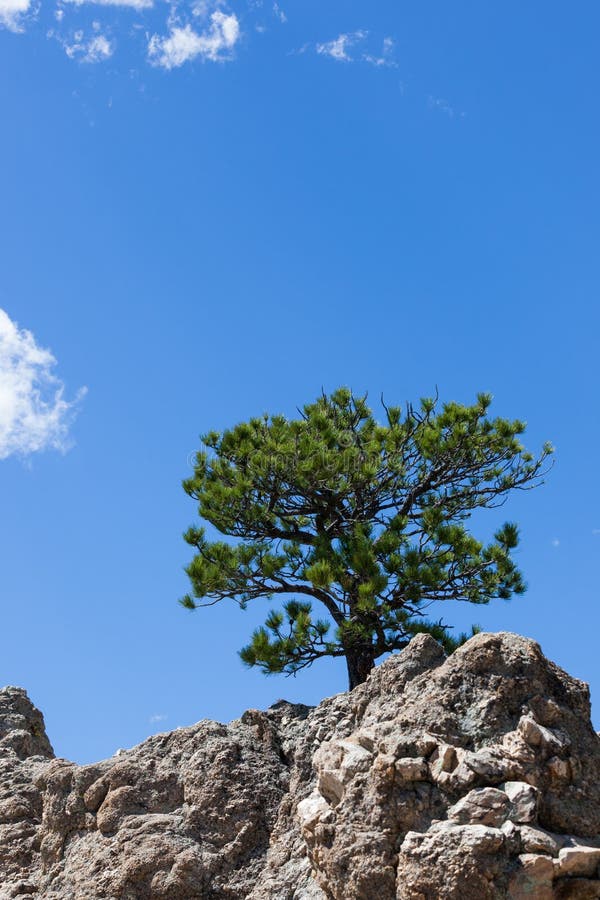 Lone Tree Growing Out Rock Stock Photos - Free & Royalty-Free Stock ...