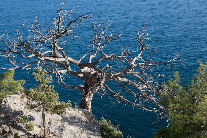 Tree growing on the rock stock image. Image of tree, scenery - 96912561