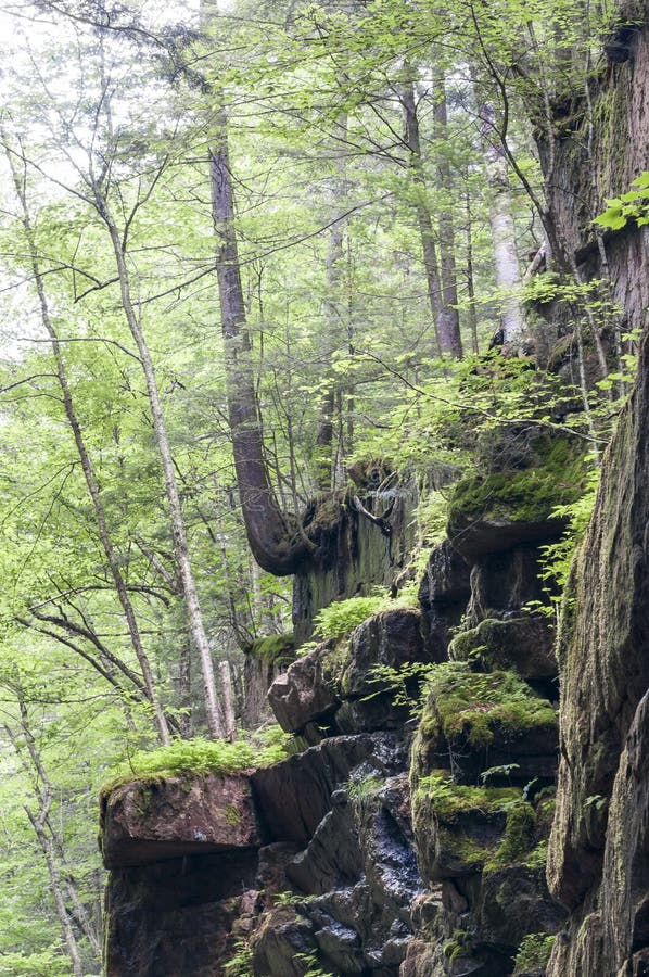 Tree Growing on Rock Mountainside Stock Photo - Image of outdoors ...
