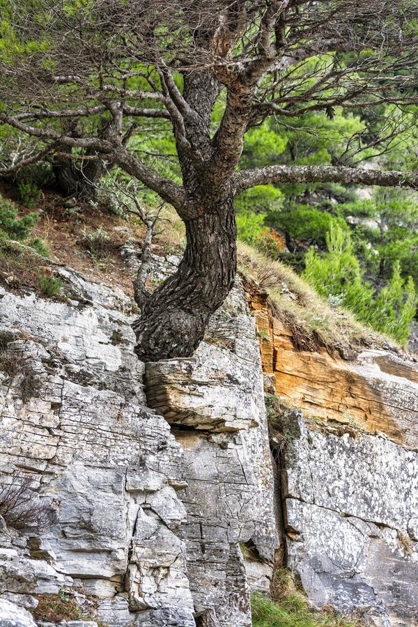Tree growing in the rock stock image. Image of texture - 270399877