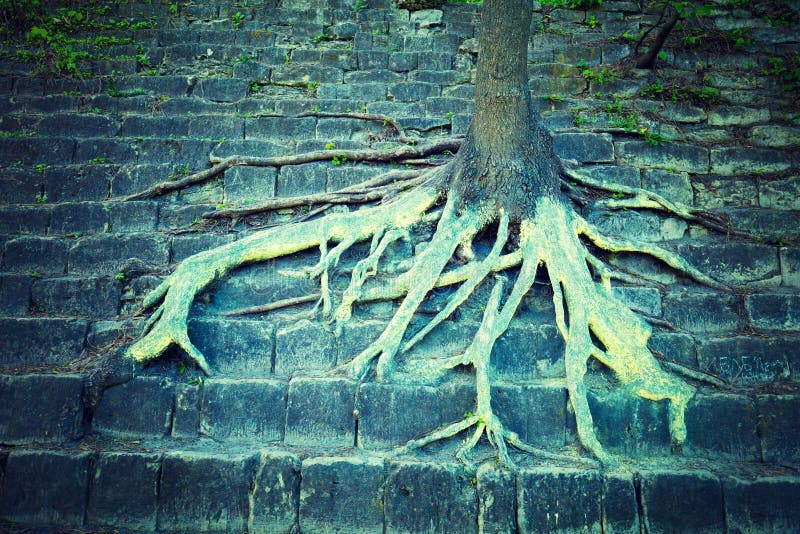 479 Tree Roots Stairs Stock Photos - Free & Royalty-Free Stock Photos ...