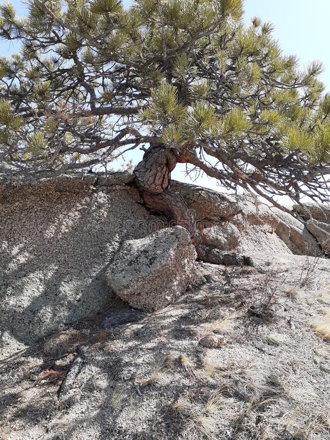Tree Growing through a Rock Stock Image - Image of forest, plant: 244094937