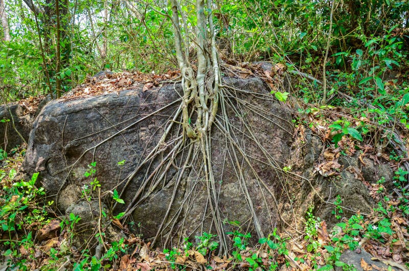 Tree Growing on a Rock Under Adverse Conditions Stock Photo - Image of ...