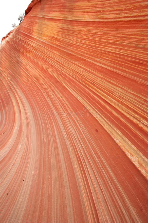 Tree growing on Rock Wave stock image. Image of sand, wavey - 875903