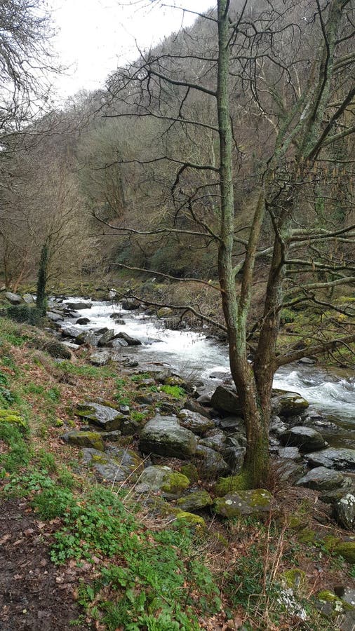 A Tree Growing between Rocks Stock Photo - Image of plant, forest ...