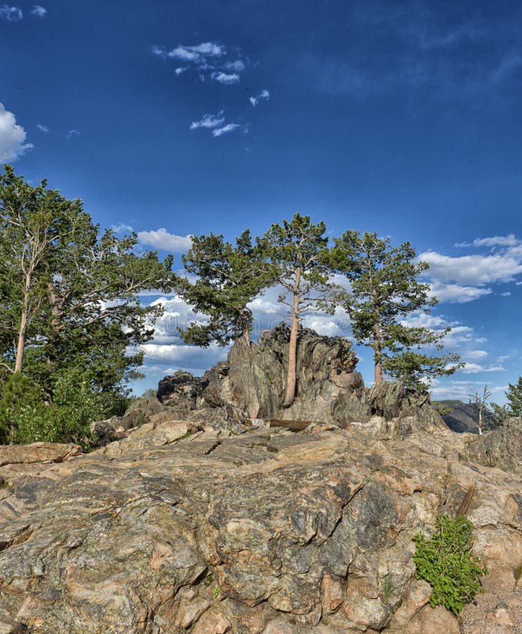 Tree growing on the rocks stock image. Image of national - 75927223