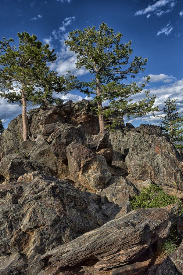 Tree growing on the rocks stock image. Image of beautiful - 75927233