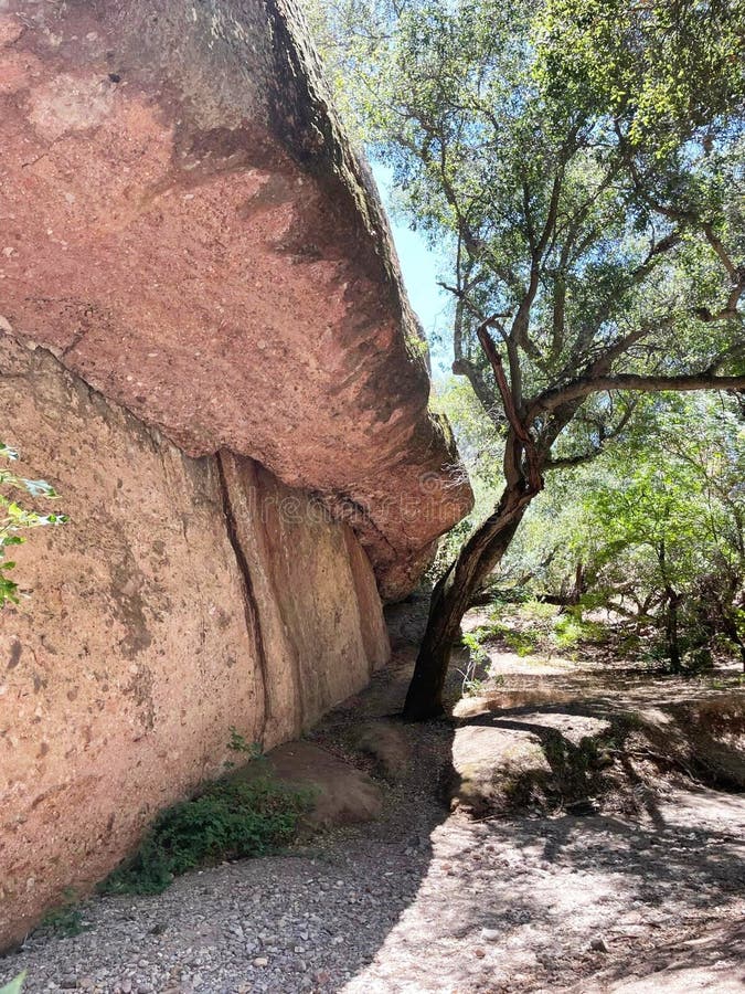 Tree Growing between Rocks in Valley of Fire State Park. Overcome ...