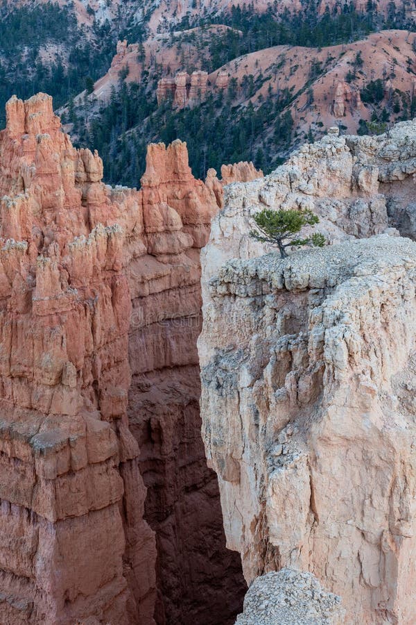 A Tree is Growing on a Rocky Cliff Stock Photo - Image of sandstone ...