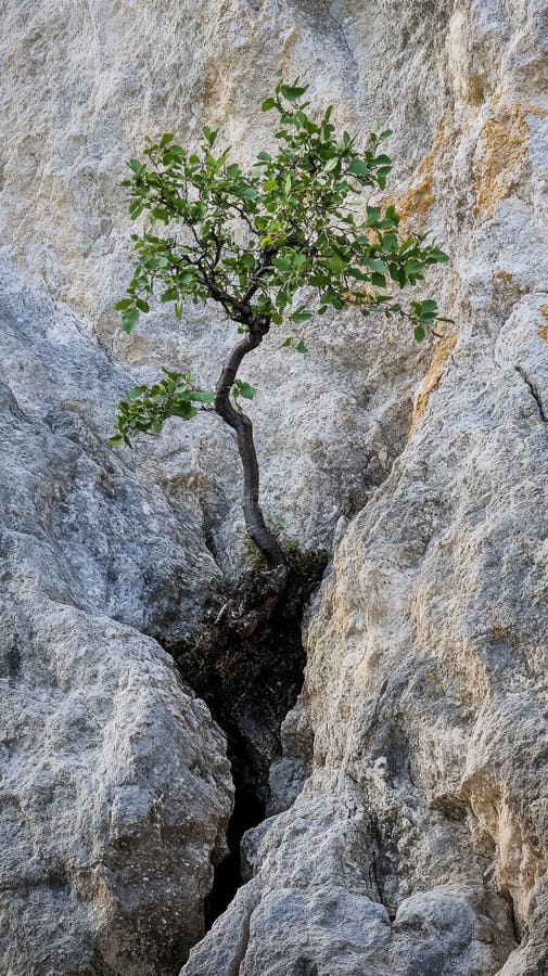 Tree Growing from Rocky Crevice, Symbol of Resilience Stock Photo ...