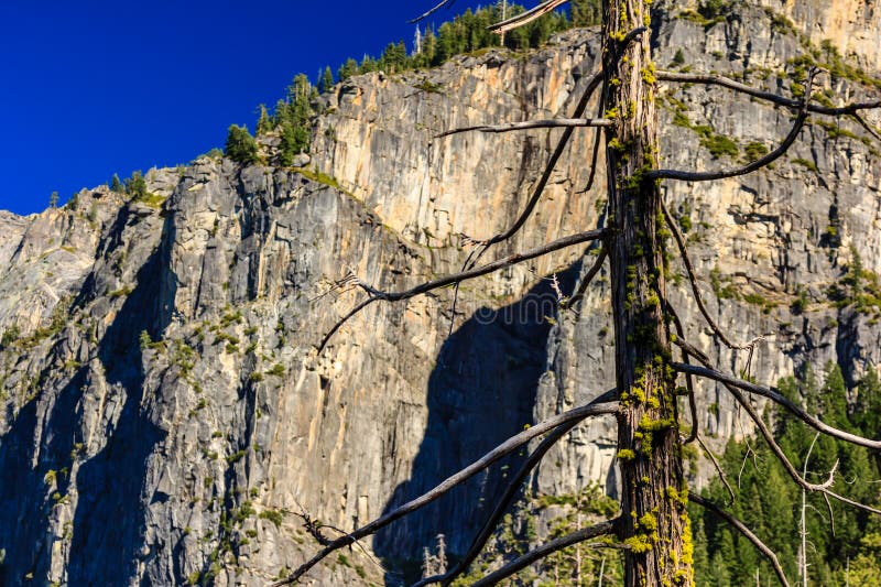 A Tree is Growing on a Rocky Mountain Stock Image - Image of tourism ...