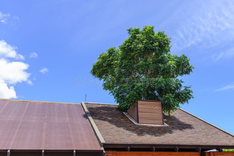 Tree Growing on the Roof is Cool and Pleasant Stock Photo - Image of ...