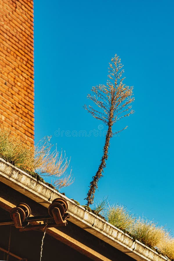 Tree Growing on Rooftop Against Clear Sky Stock Photo - Image of brick ...