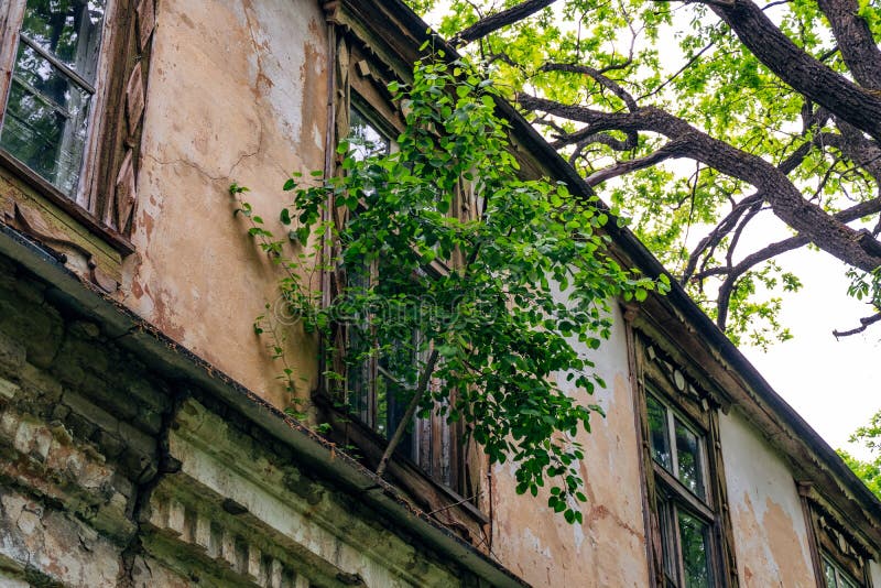 Tree Growing from Window of Ruined Abandoned House. Stock Photo - Image ...