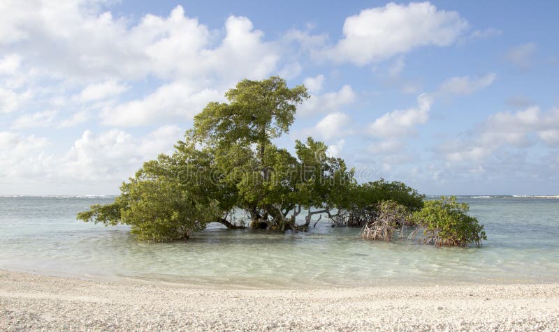 Tree growing in the sea stock image. Image of nature - 88212135