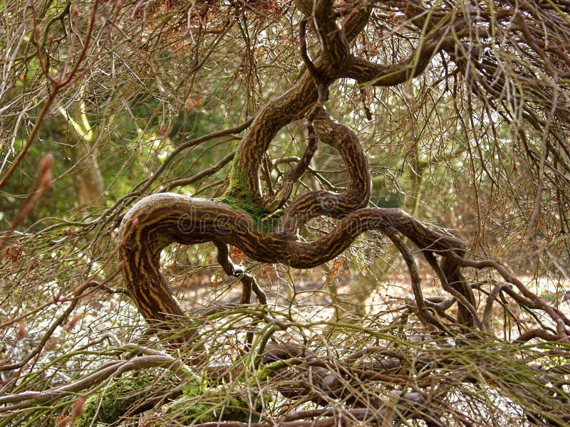 Alien tree trunks stock photo. Image of structure, abstract - 3142036