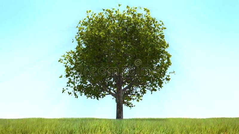 Tree Growing from Soil in Green Field Background. Animation Stock Video ...