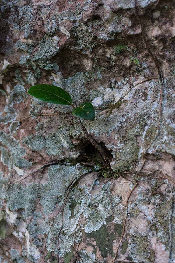 Tree stock photo. Image of wallpaper, forest, refreshing - 43852194