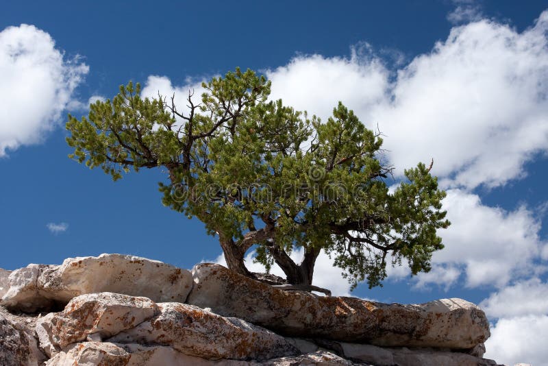 Tree Growing on the Stone Ledge Stock Image - Image of solitude ...
