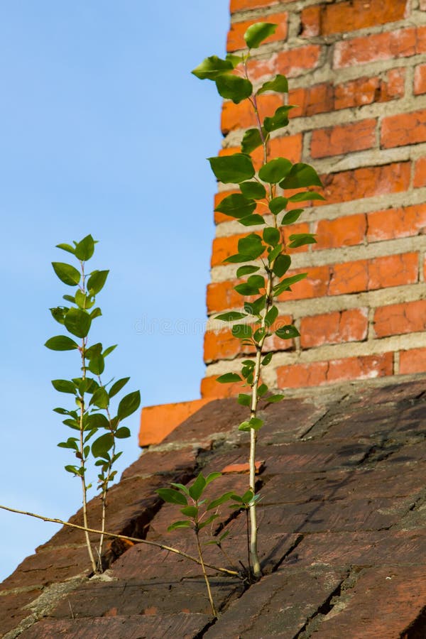 Tree growing from stone stock photo. Image of leaf, flora - 140051694