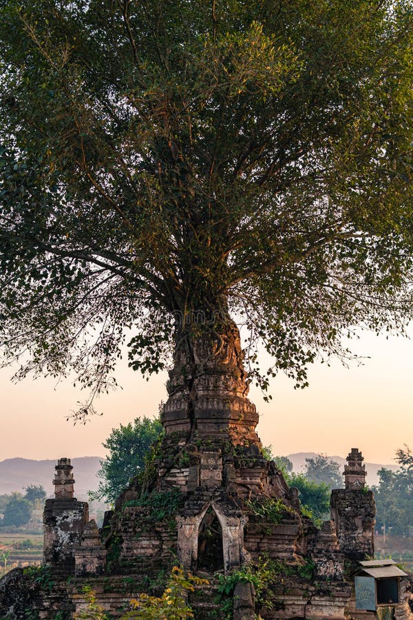 Tree Growing from a Stupa in Hsipaw Stock Photo - Image of golden, shan ...