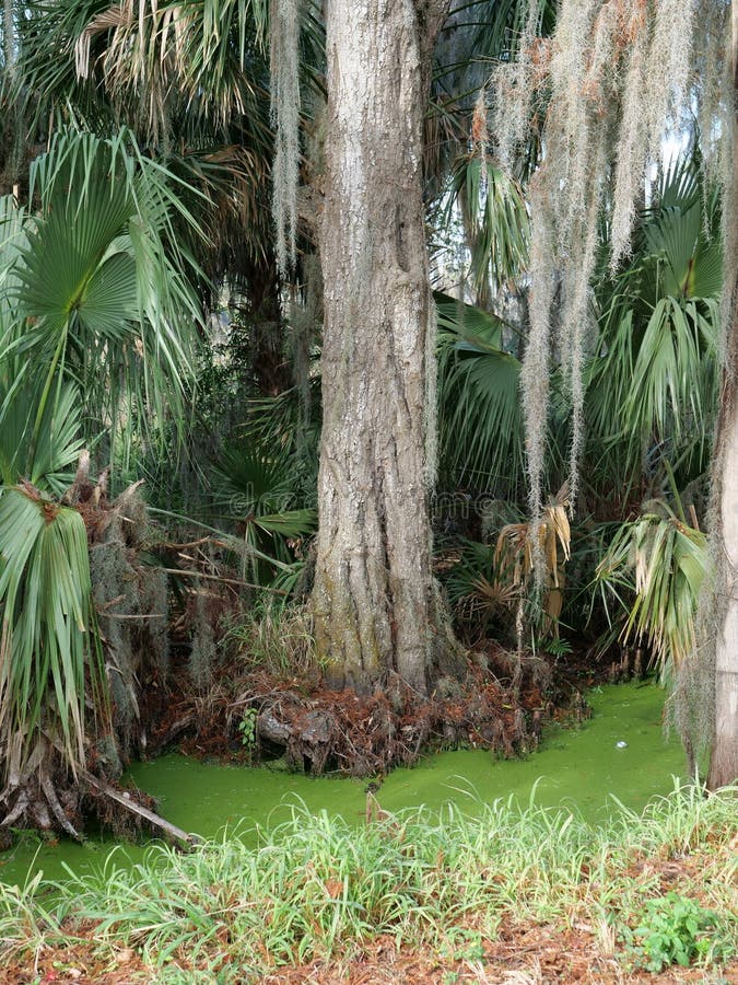 A Tree Growing in a Swamp with Green Algae Stock Image - Image of ...