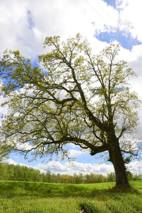 Tree stock image. Image of biology, tall, southern, georgia - 101834393
