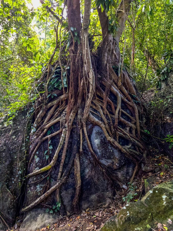 Tree in Boulder stock photo. Image of rock, landscape - 39333222